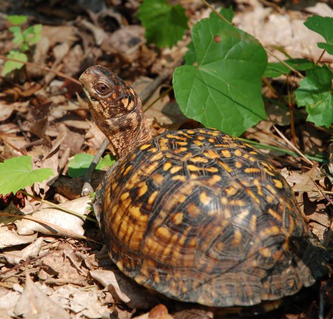 Eastern Box Turtle | NC Wildlife